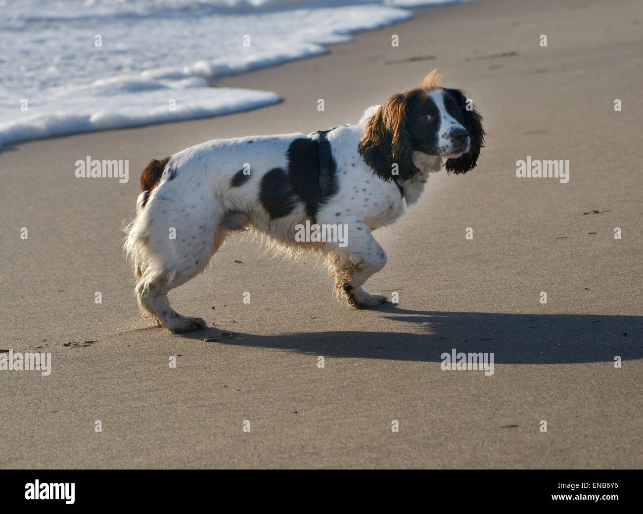 Light brown springer spaniel hi-res stock photography and images - Alamy