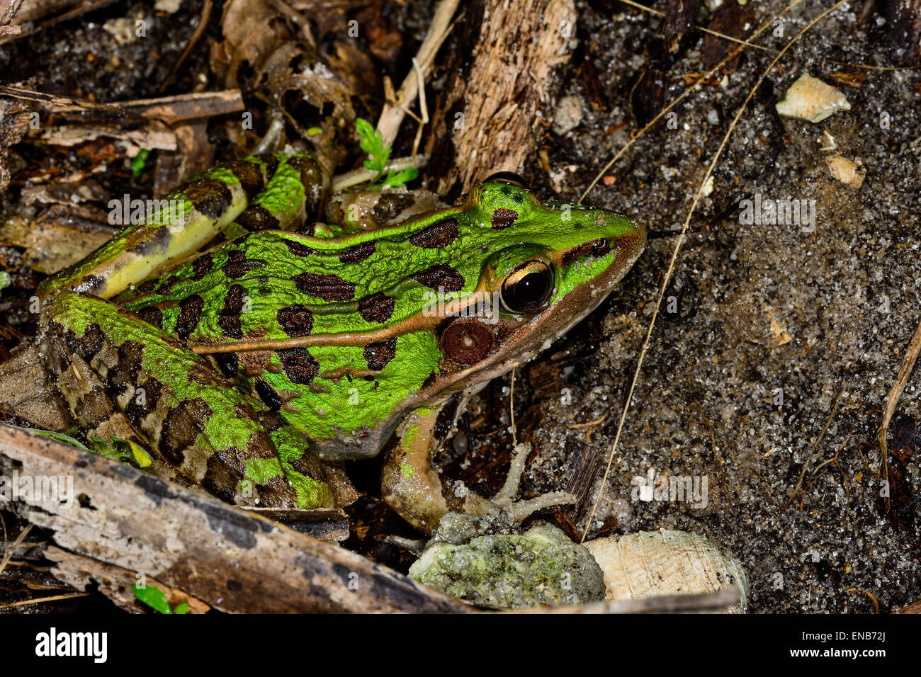 southern leopard frog Stock Photo - Alamy