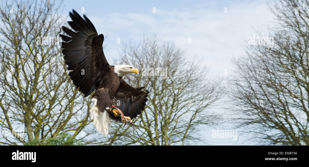 Eagle claws hi-res stock photography and images - Alamy