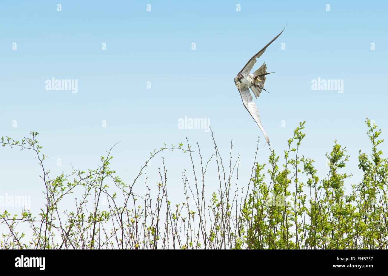 Kestrel flying hi-res stock photography and images - Alamy