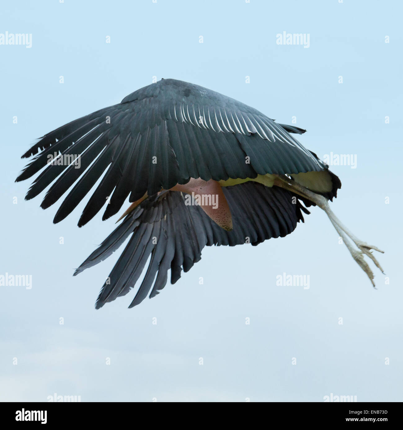 African crane hi-res stock photography and images - Alamy