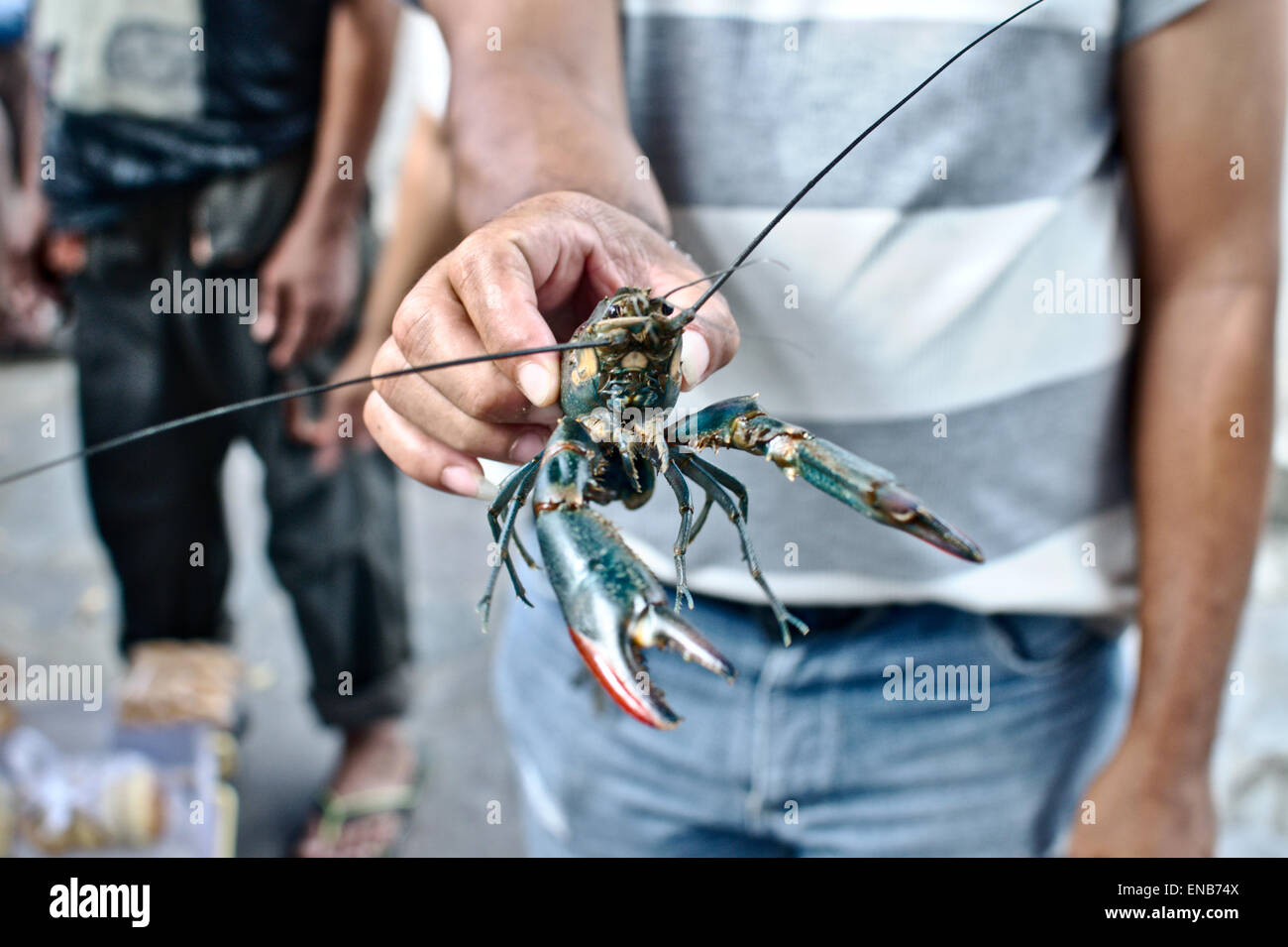 Crawdad hi-res stock photography and images - Alamy