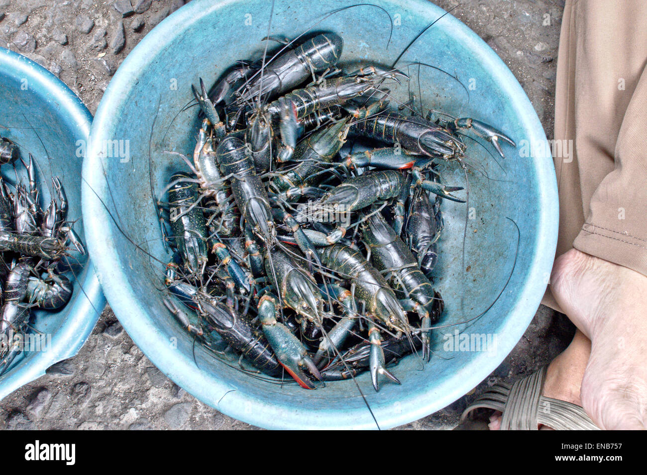 Crawdads from Tondano Lake in a bucket being sold on the sidewalk in ...