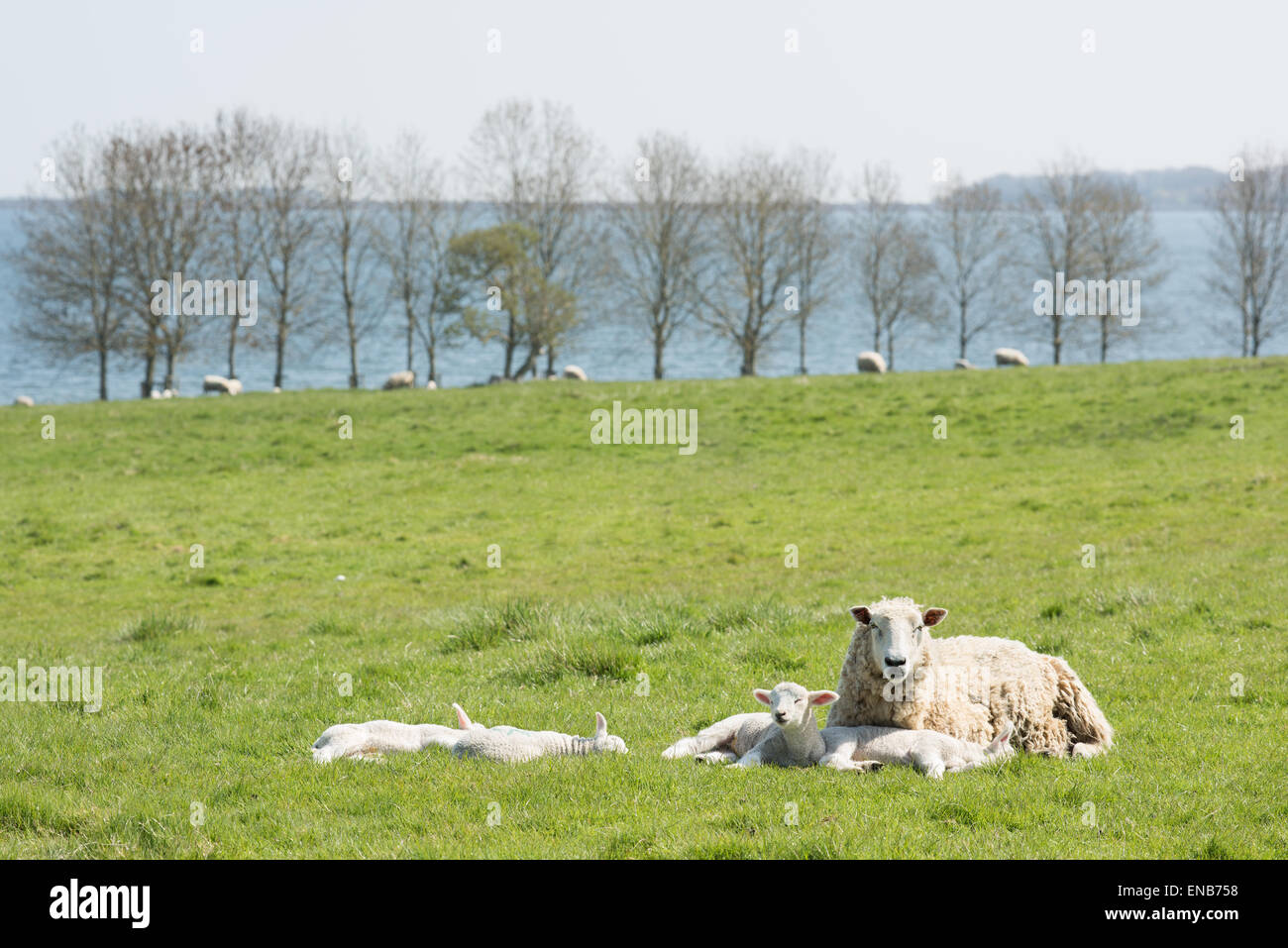 Ewe with four young lambs sit on pasture land near a lake Stock Photo ...