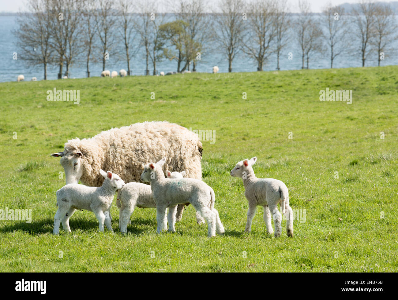 Ewe and four young lambs together on grassland near a lake Stock Photo ...