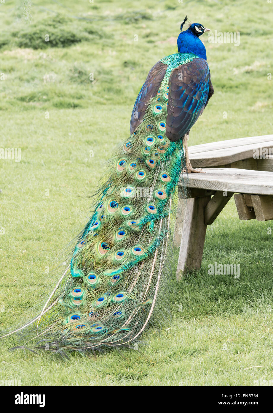 Swaggerer hi-res stock photography and images - Alamy