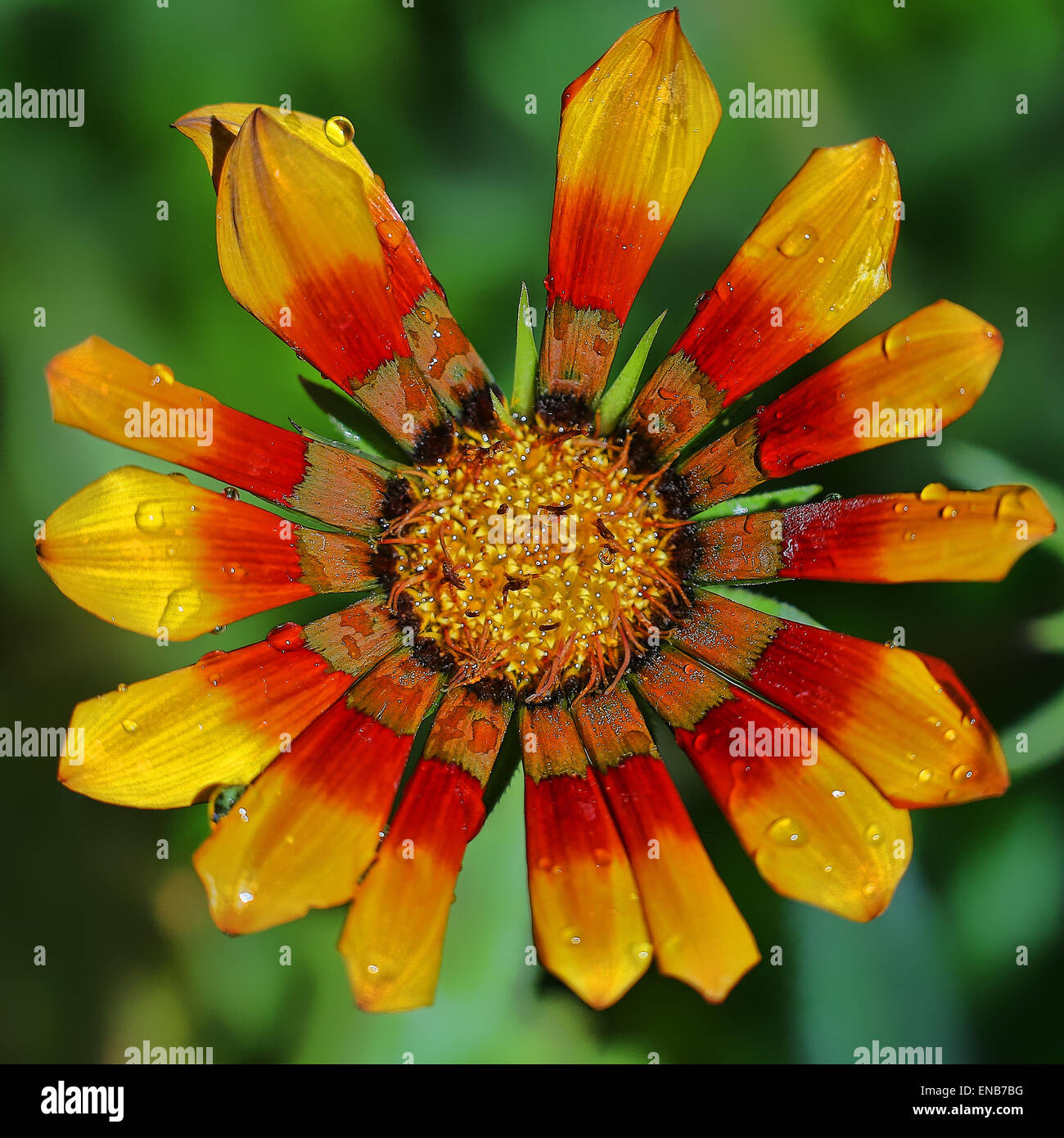 Face of a Flower Stock Photo - Alamy