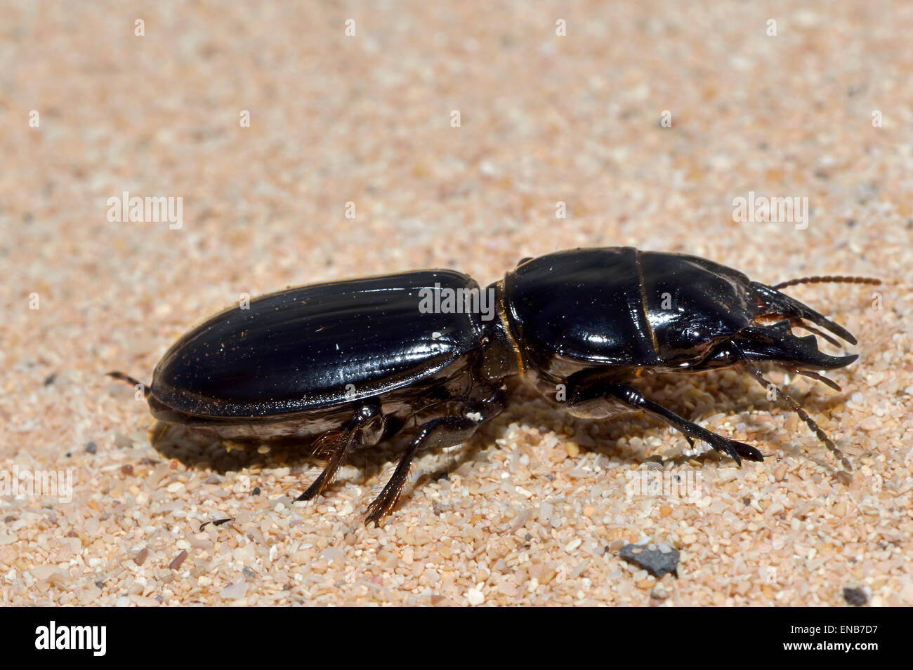 Male coleopter hi-res stock photography and images - Alamy