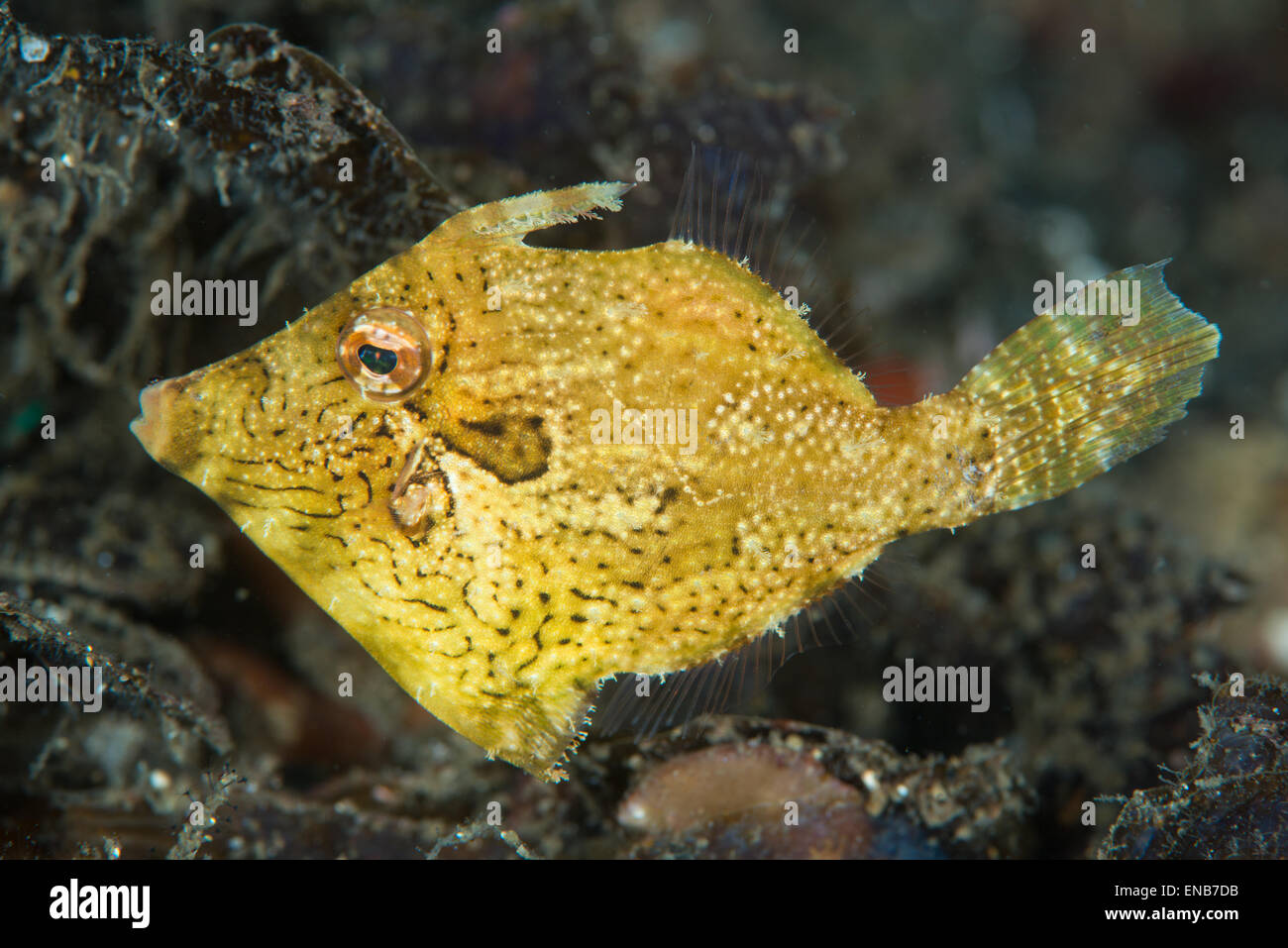 A fully grown yellow filefish while swimming close to the black sandy ...