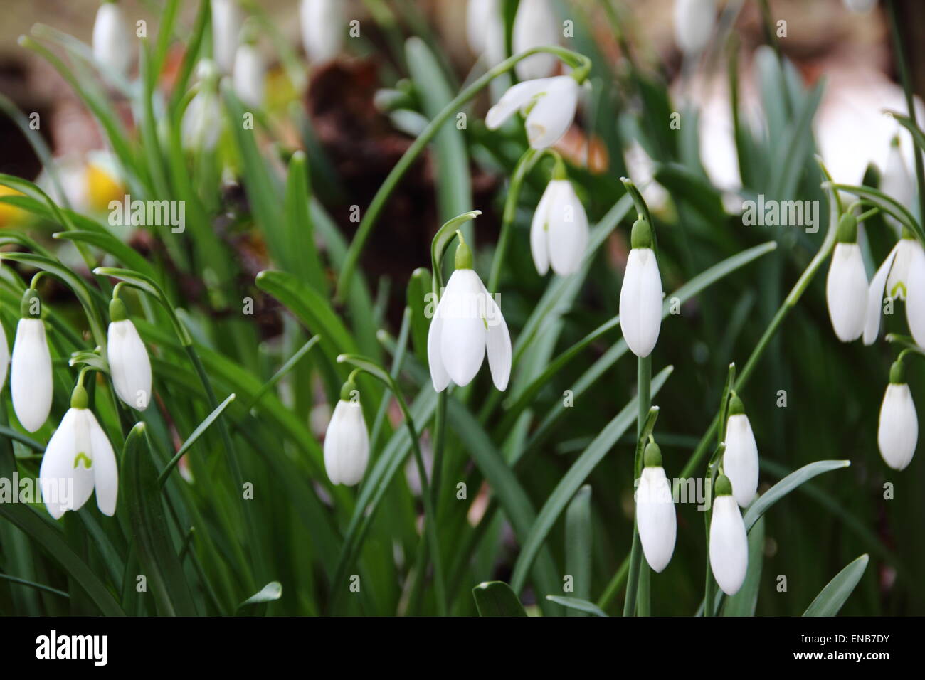 Snowdrop flowers hi-res stock photography and images - Alamy