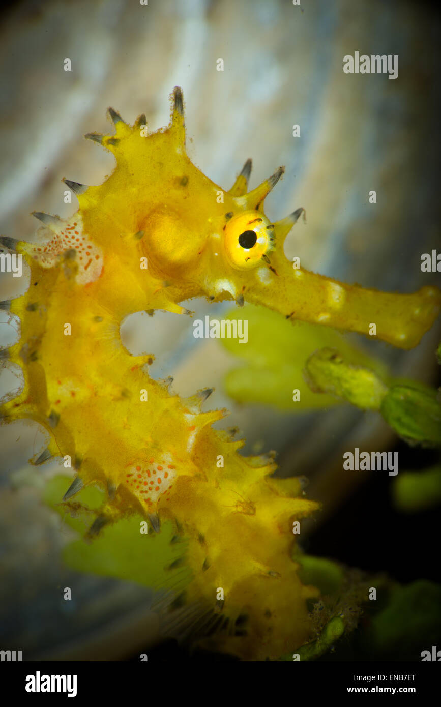 Seahorse face hi-res stock photography and images - Alamy