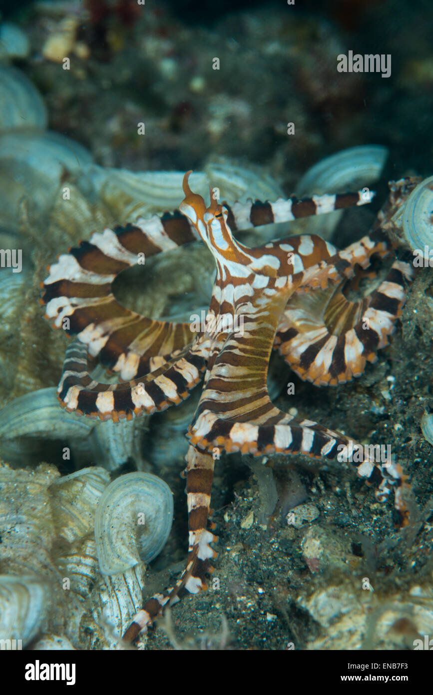 A Wunderpus octopus with beautiful orange and white banded patter and ...