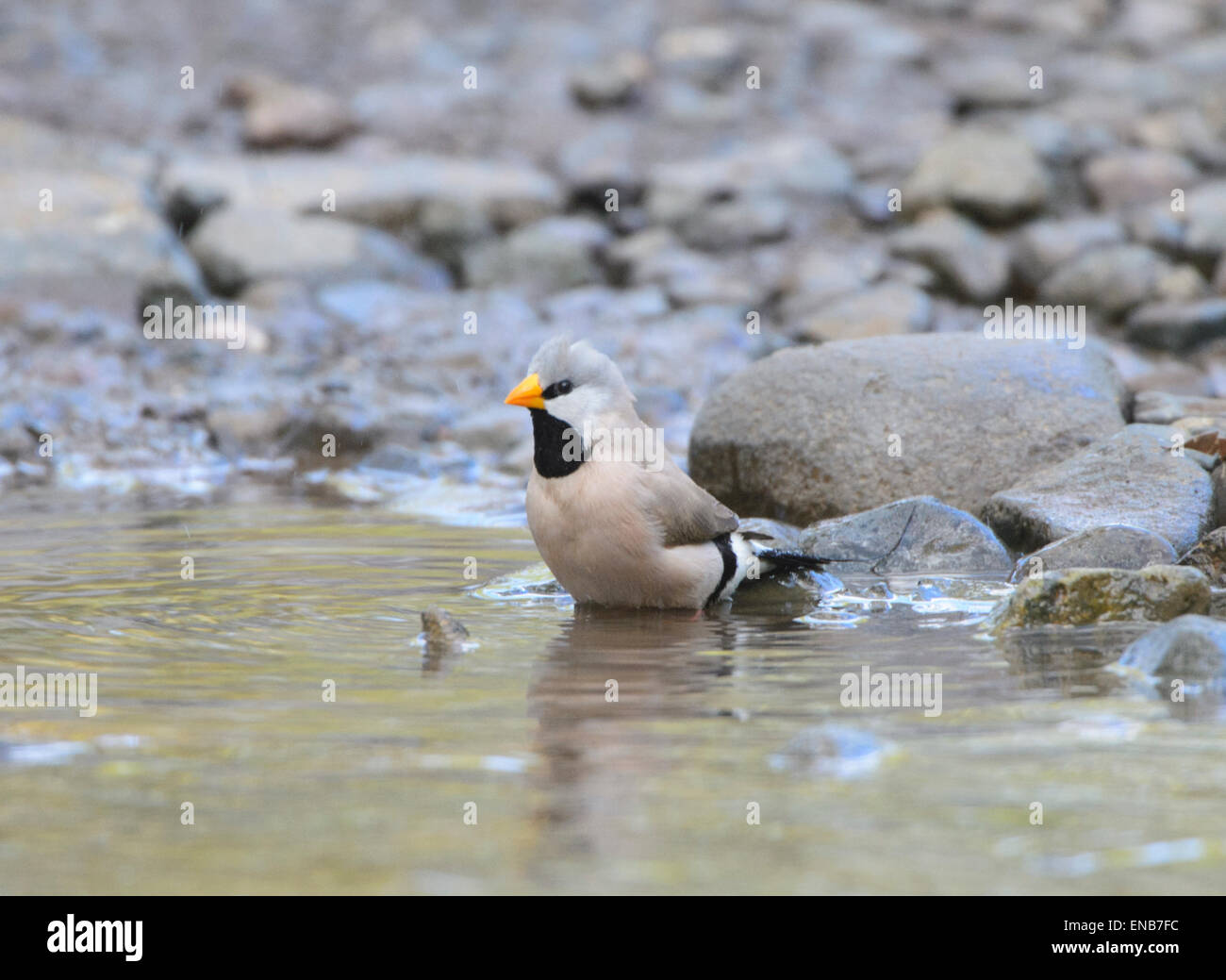 Long-tailed Finch (Poephila acuticauda), Mornington Wilderness Camp ...