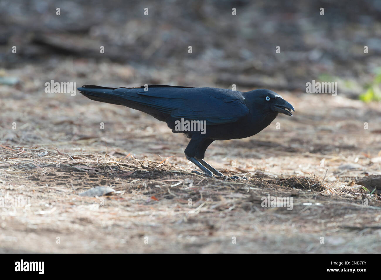 Little crow hi-res stock photography and images - Alamy