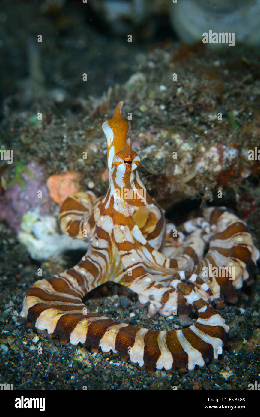 A Wunderpus octopus with beautiful orange and white banded patter and ...