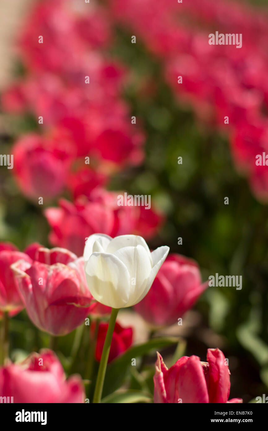 White Tulip in the Pink Tulips Stock Photo - Alamy