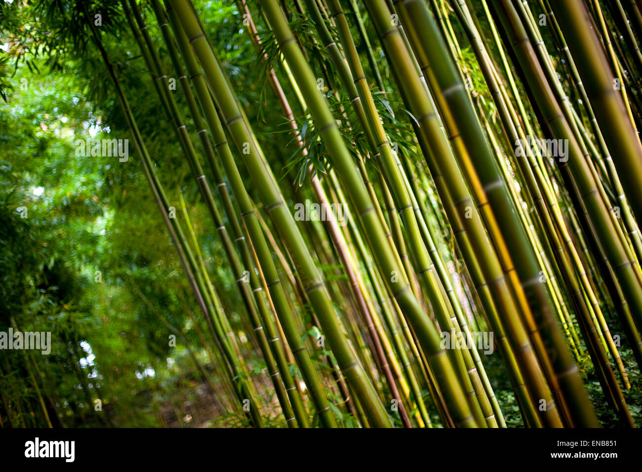 Close up of giant bamboo in a Chinese forest Stock Photo - Alamy