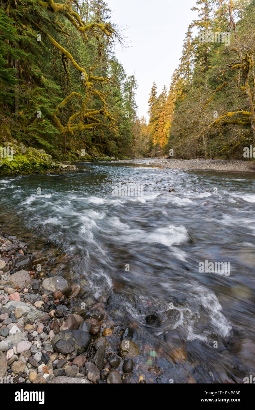 Middle Fork Santiam River, Oregon Stock Photo - Alamy