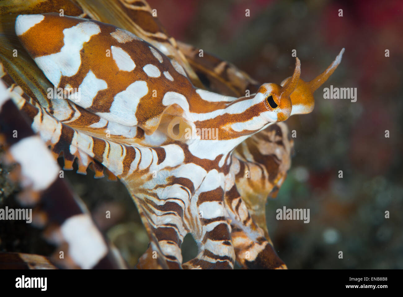 Tentacle octopus hi-res stock photography and images - Alamy
