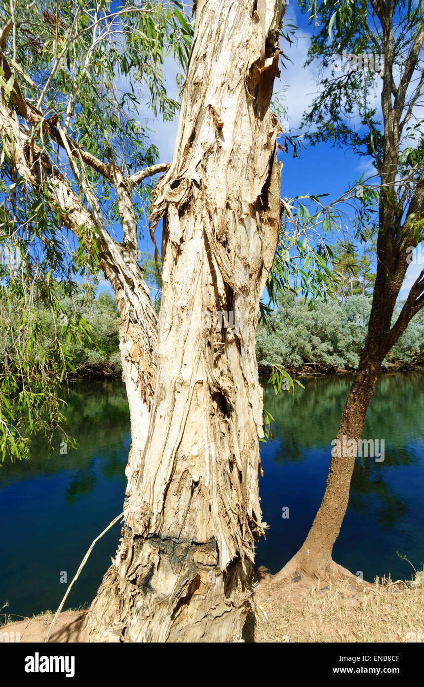 Paperbark tree hi-res stock photography and images - Alamy