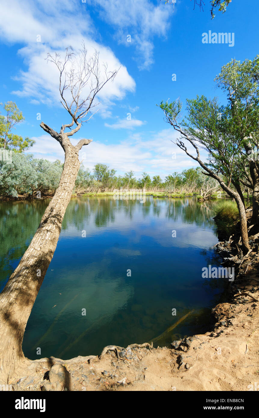 Bluebush hi-res stock photography and images - Alamy