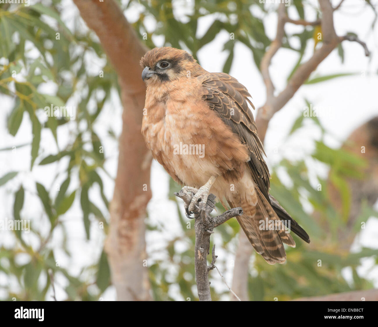 Brown falcon australia hi-res stock photography and images - Alamy