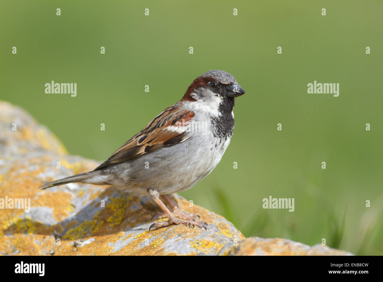 Passer domesticus hi-res stock photography and images - Alamy
