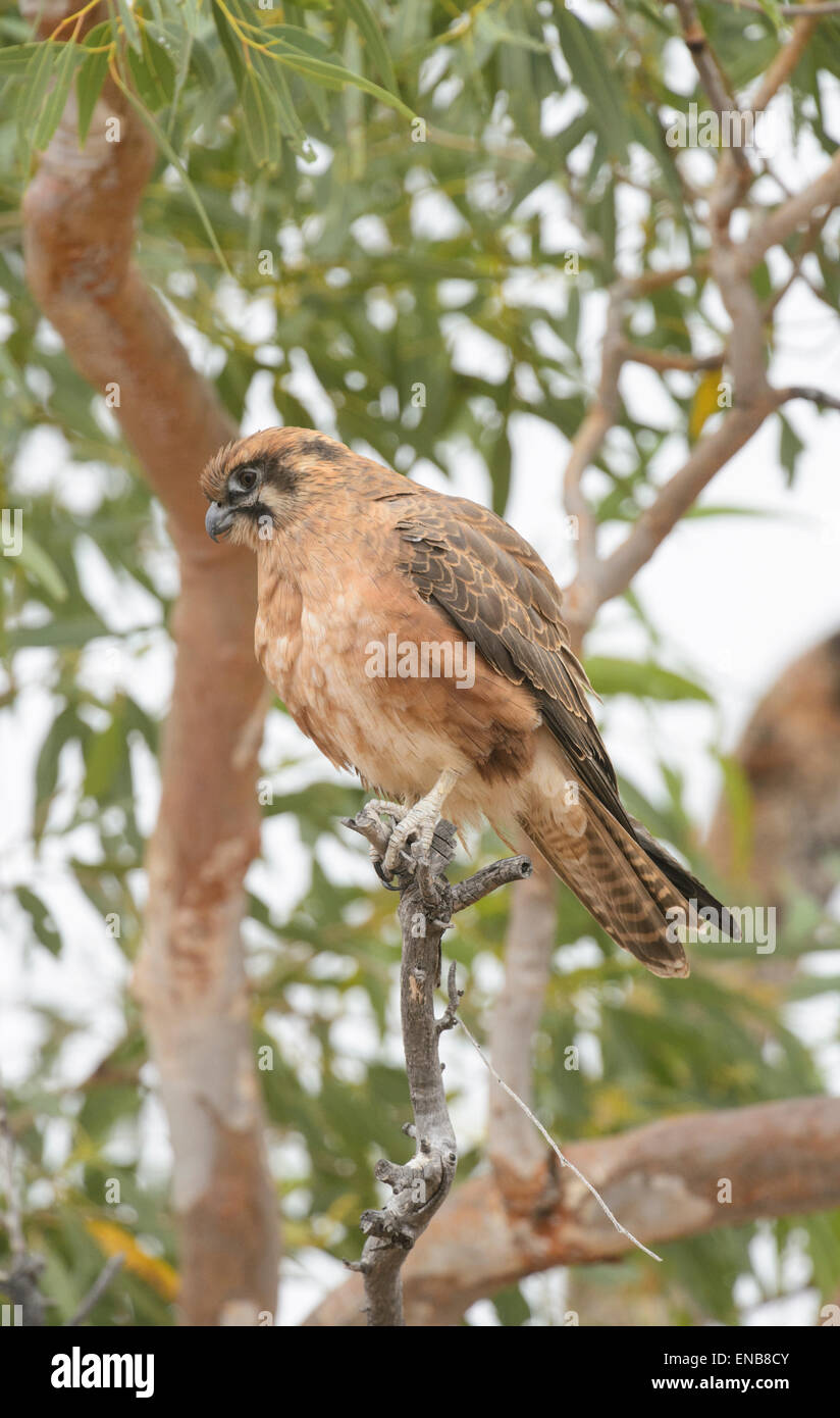 The Brown Falcon Falco Berigora High Resolution Stock Photography and ...