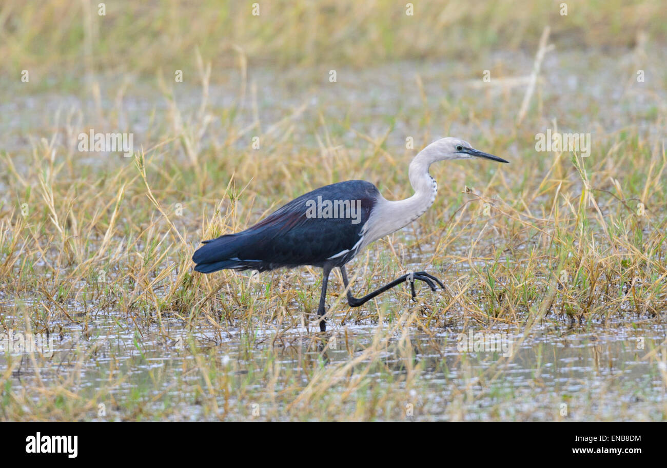 White-necked Heron (Ardea pacifica), Mornington Wilderness Camp ...