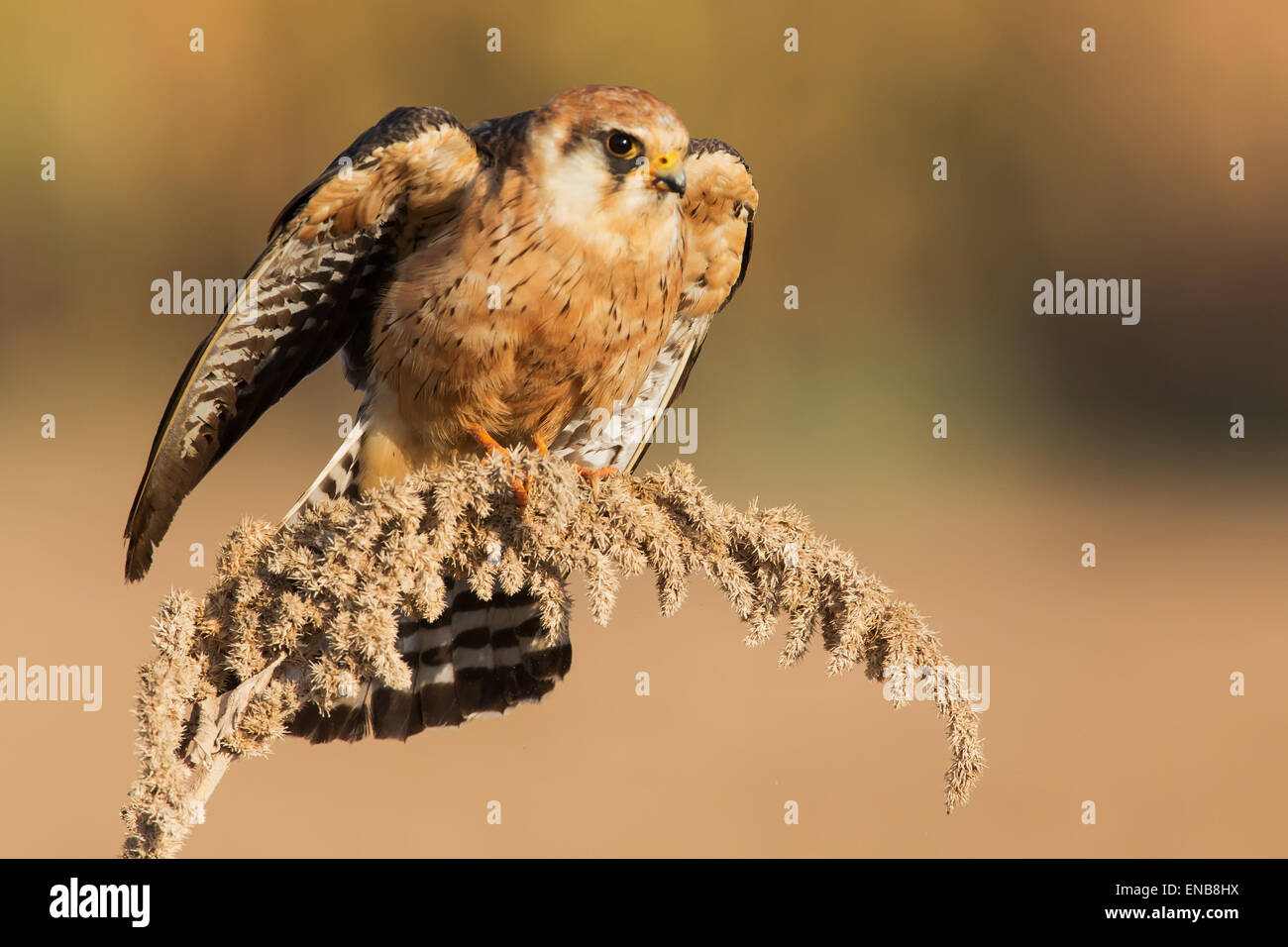 Red Footed Falcon Stock Photo - Alamy