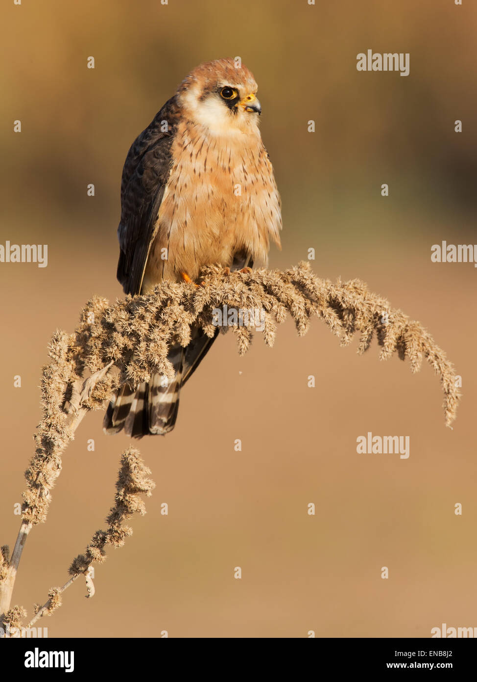 Falcoon hi-res stock photography and images - Alamy