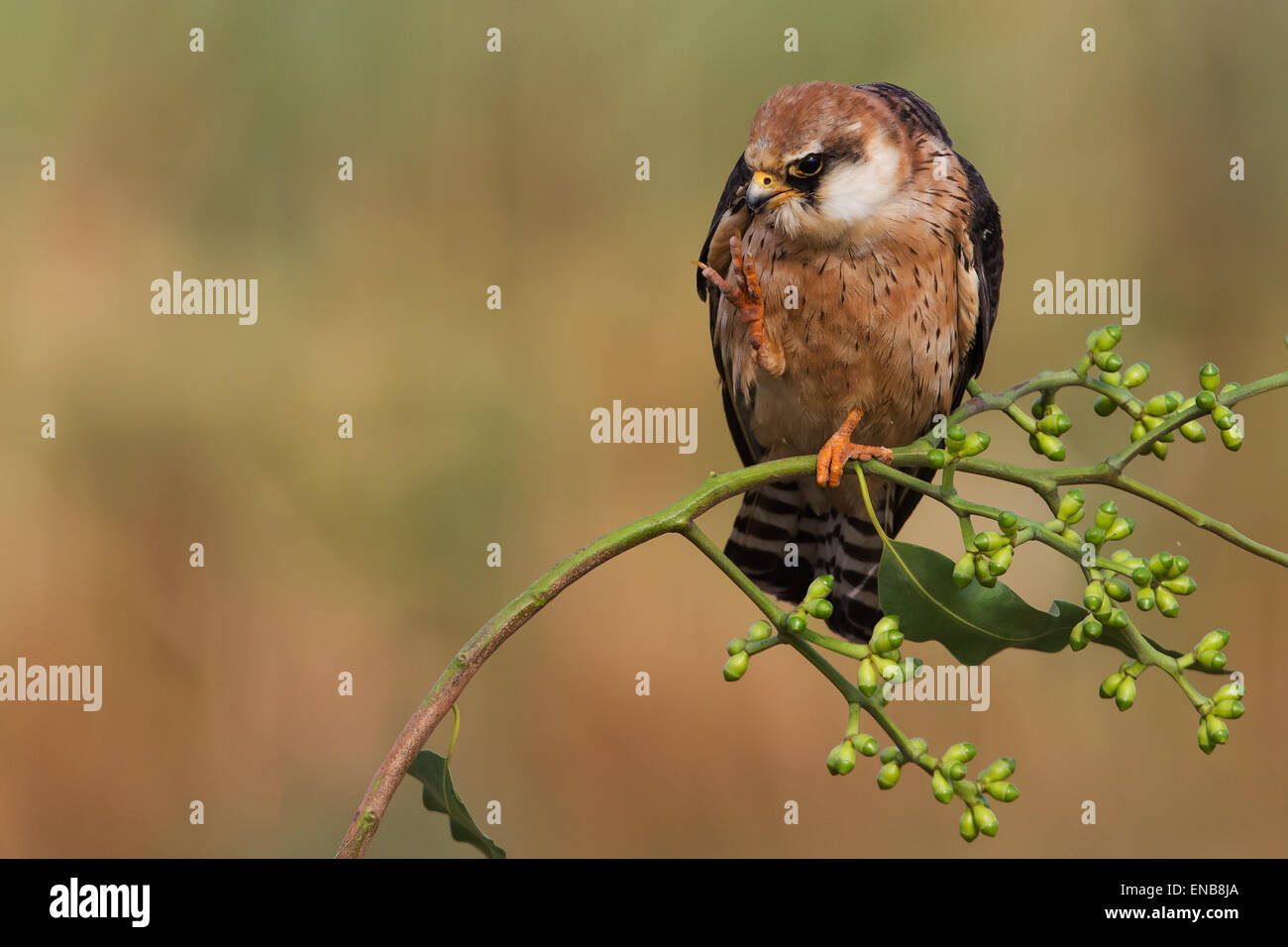 Red Footed Falcon Stock Photo - Alamy