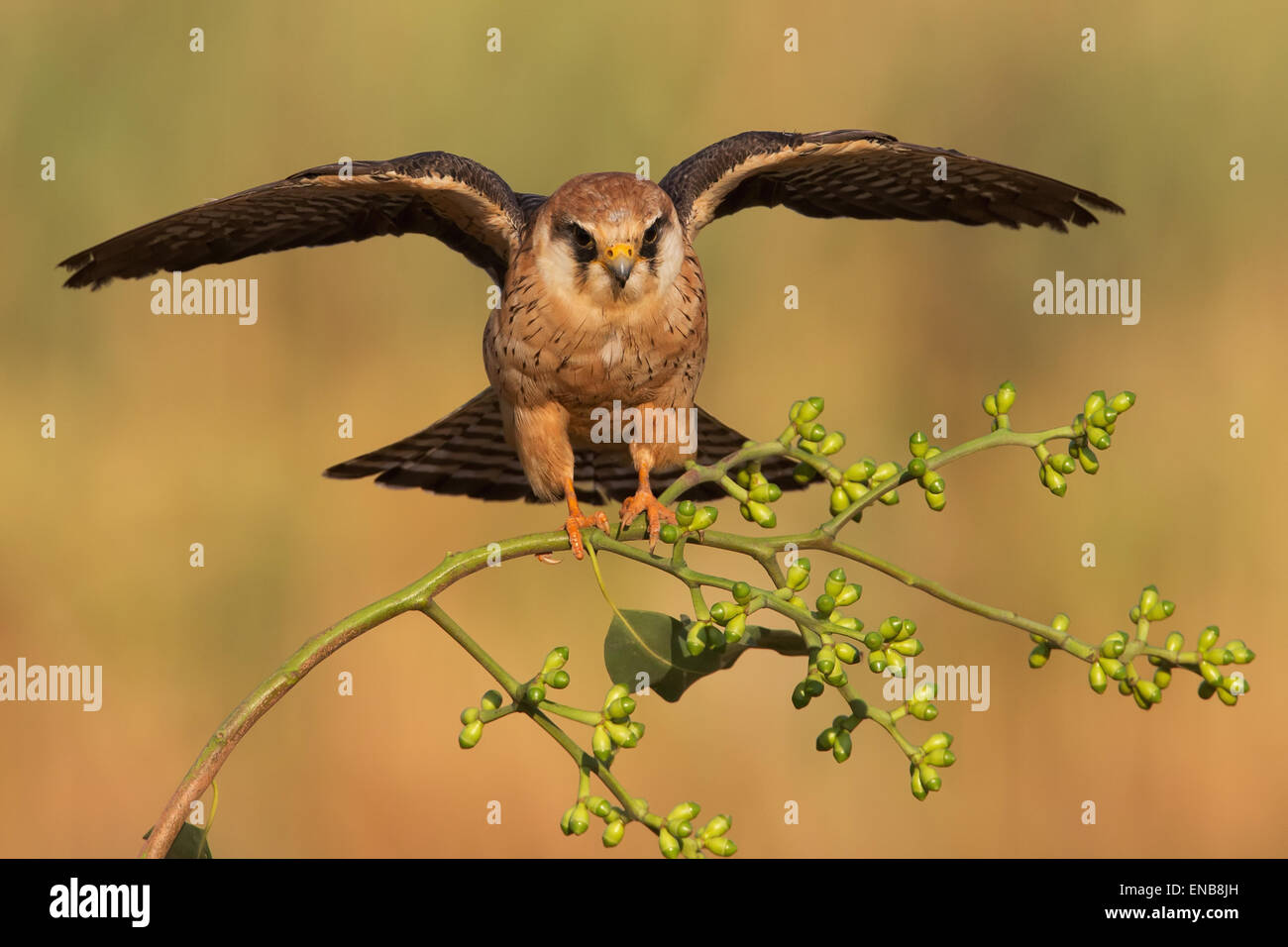 Red Footed Falcon Stock Photo - Alamy