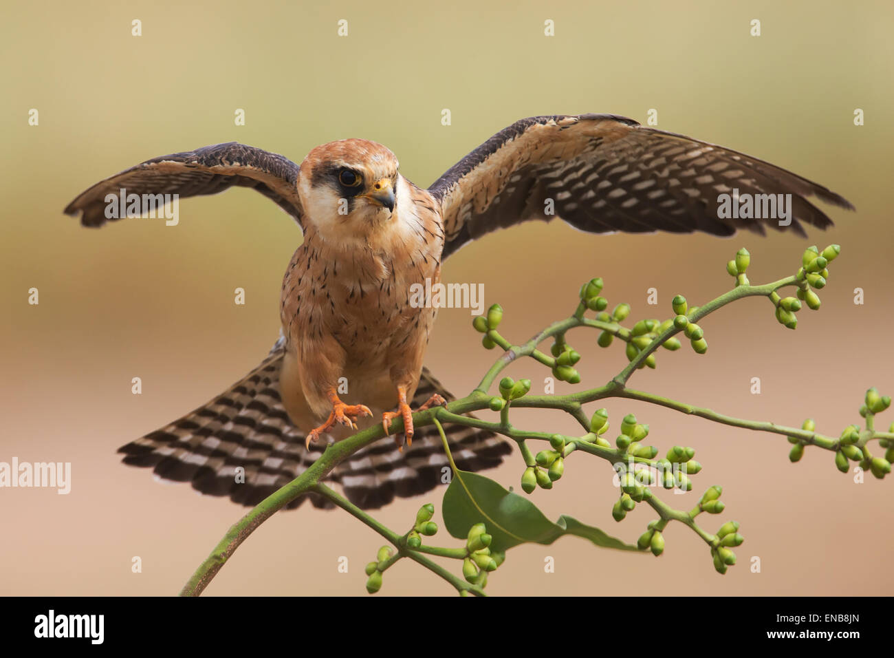 Red Footed Falcon Stock Photo - Alamy