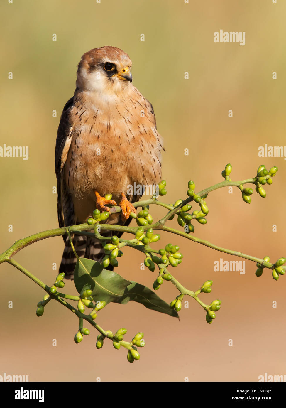 Red Footed Falcon Stock Photo - Alamy