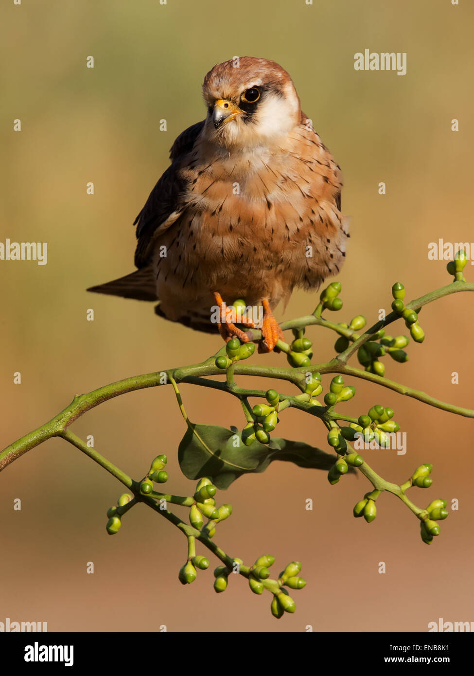 Red Footed Falcon Stock Photo - Alamy