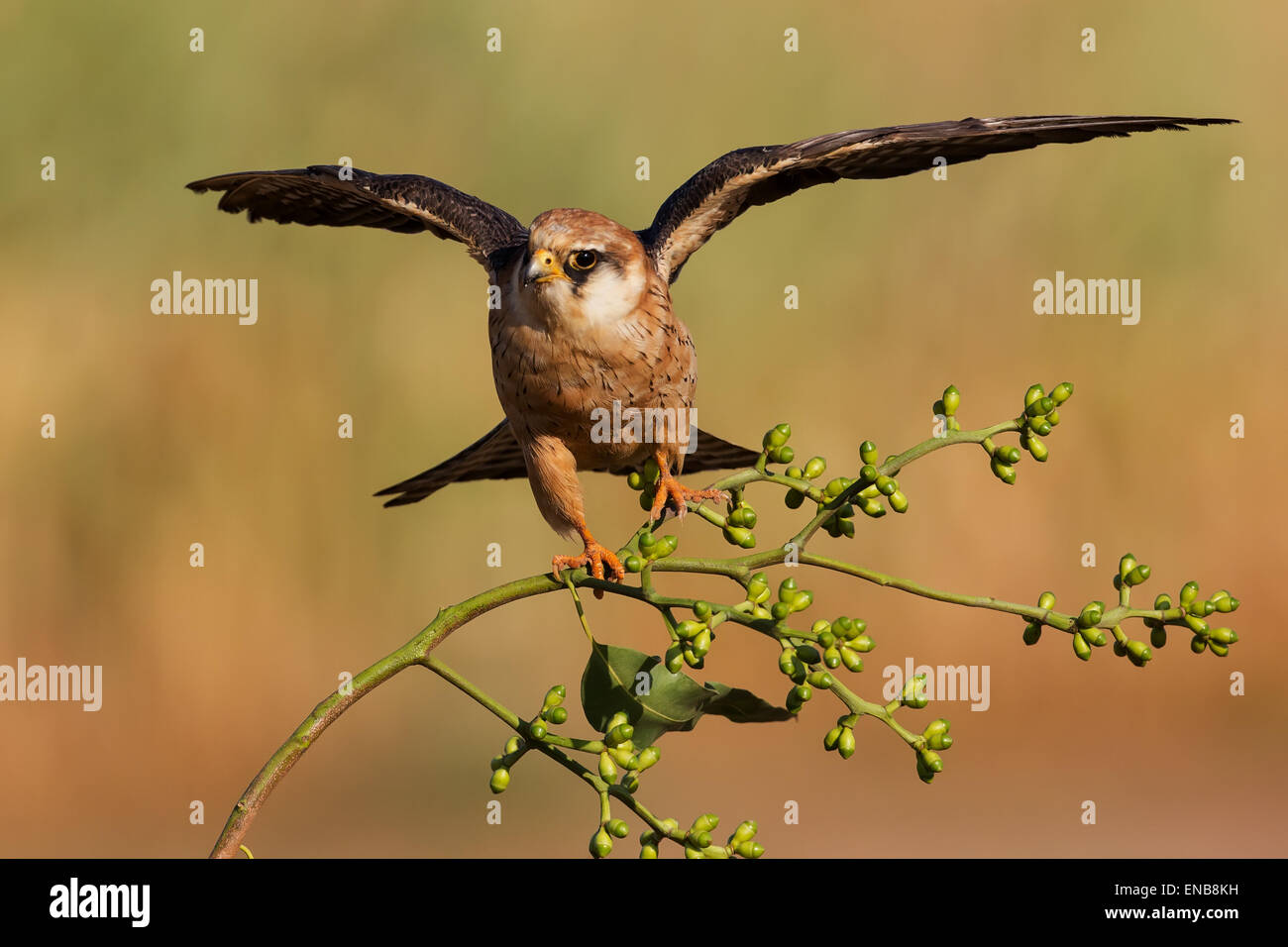 Red Footed Falcon Stock Photo - Alamy