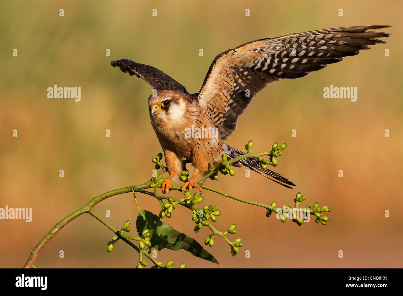 Red Footed Falcon Stock Photo - Alamy