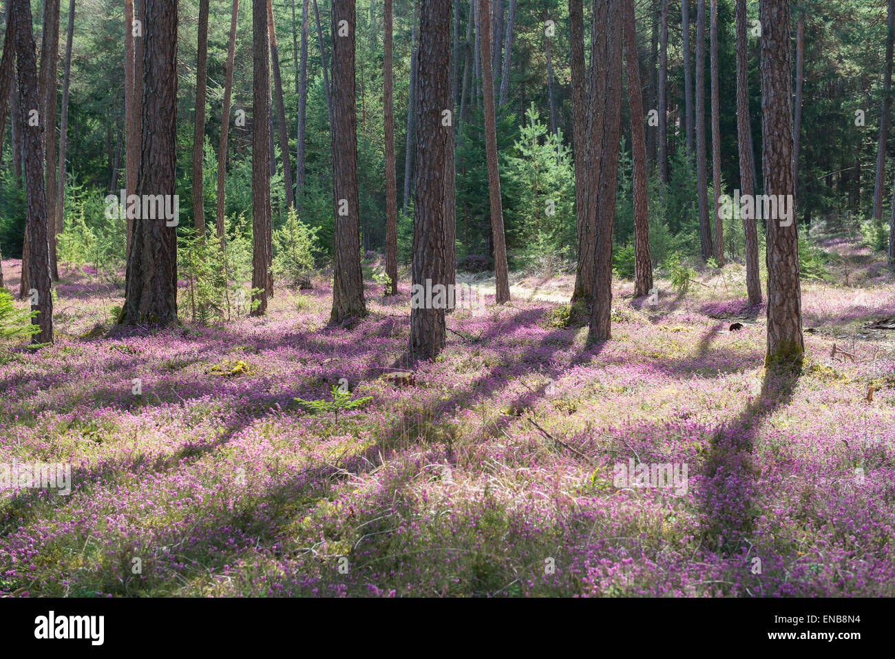 Blooming spring heaths (Erica carnea) in a forest, Tyrol, Austria Stock ...