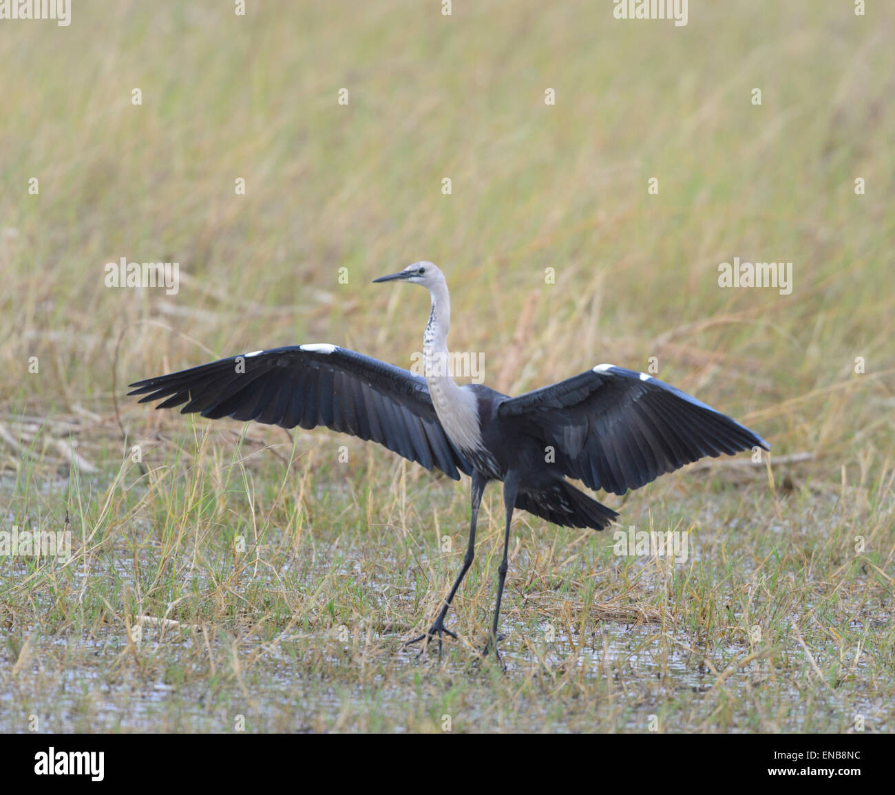 White-necked Heron (Ardea pacifica), Mornington Wilderness Camp ...