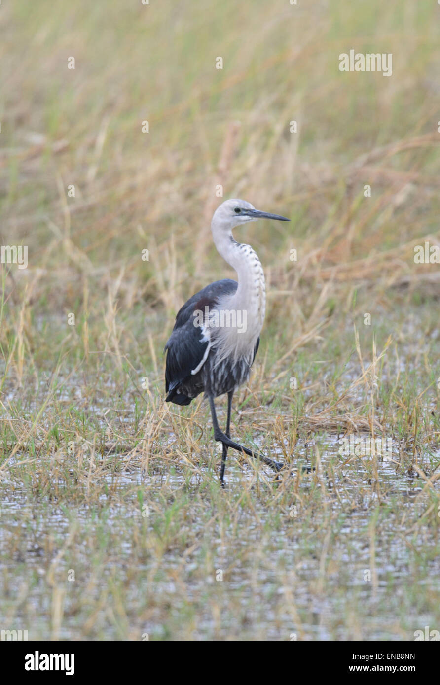 White-necked Heron (Ardea pacifica), Mornington Wilderness Camp ...
