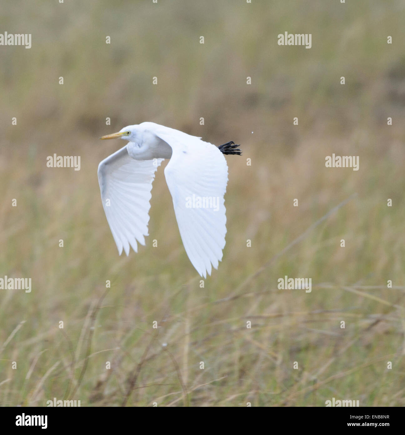 Australian egrets hi-res stock photography and images - Alamy