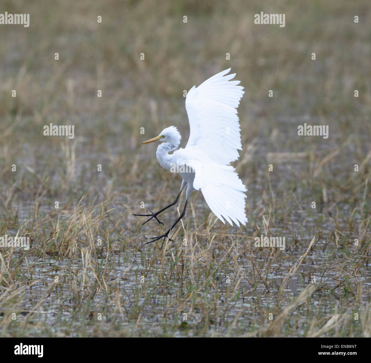 Australian egrets hi-res stock photography and images - Alamy