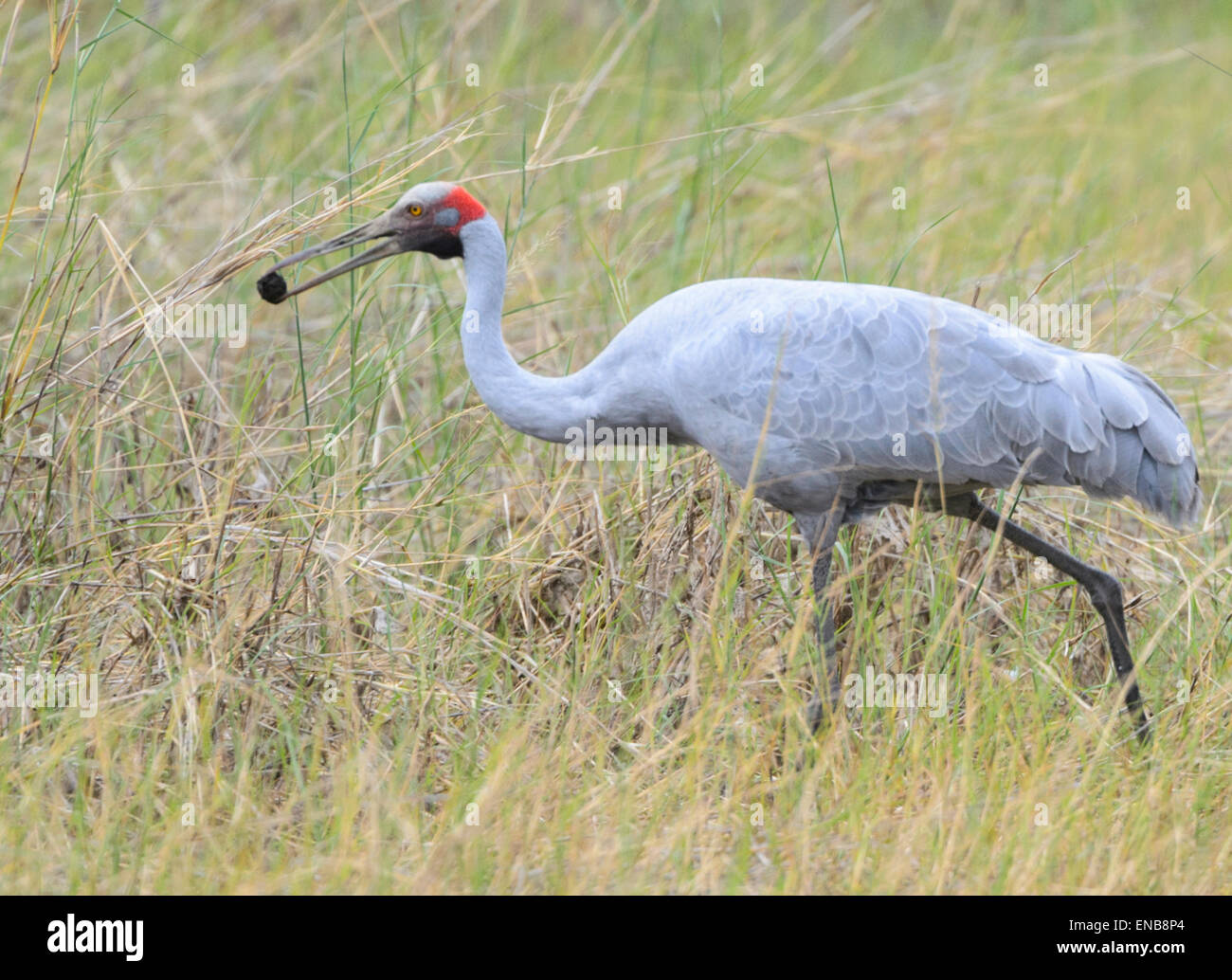 Brolga hi-res stock photography and images - Alamy