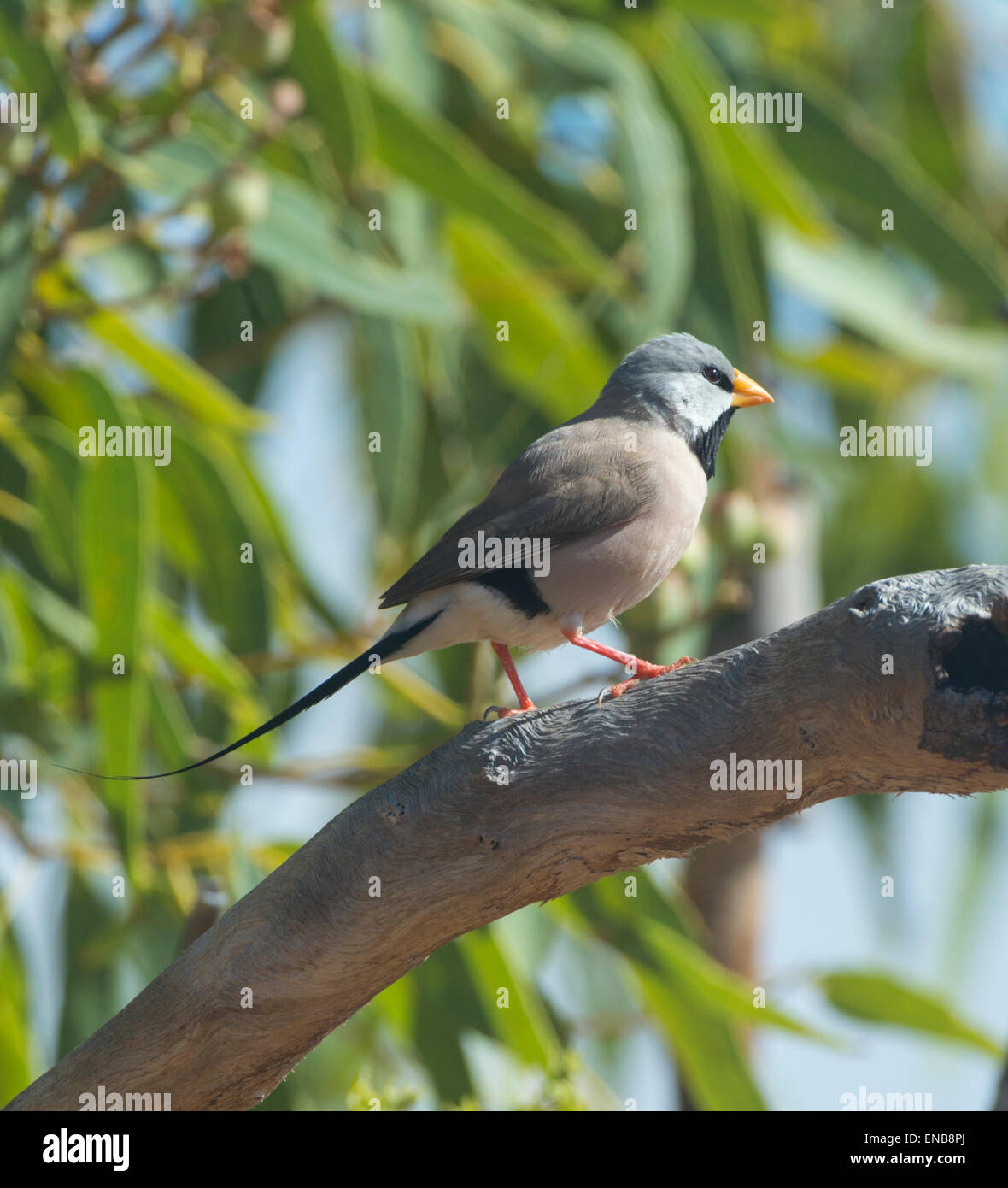 Long-tailed Finch (Poephila acuticauda), Mornington Wilderness Camp ...