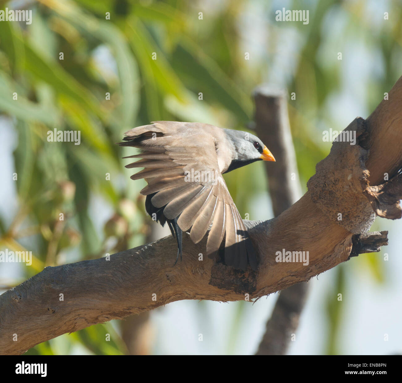 Long-tailed Finch (Poephila acuticauda), Mornington Wilderness Camp ...