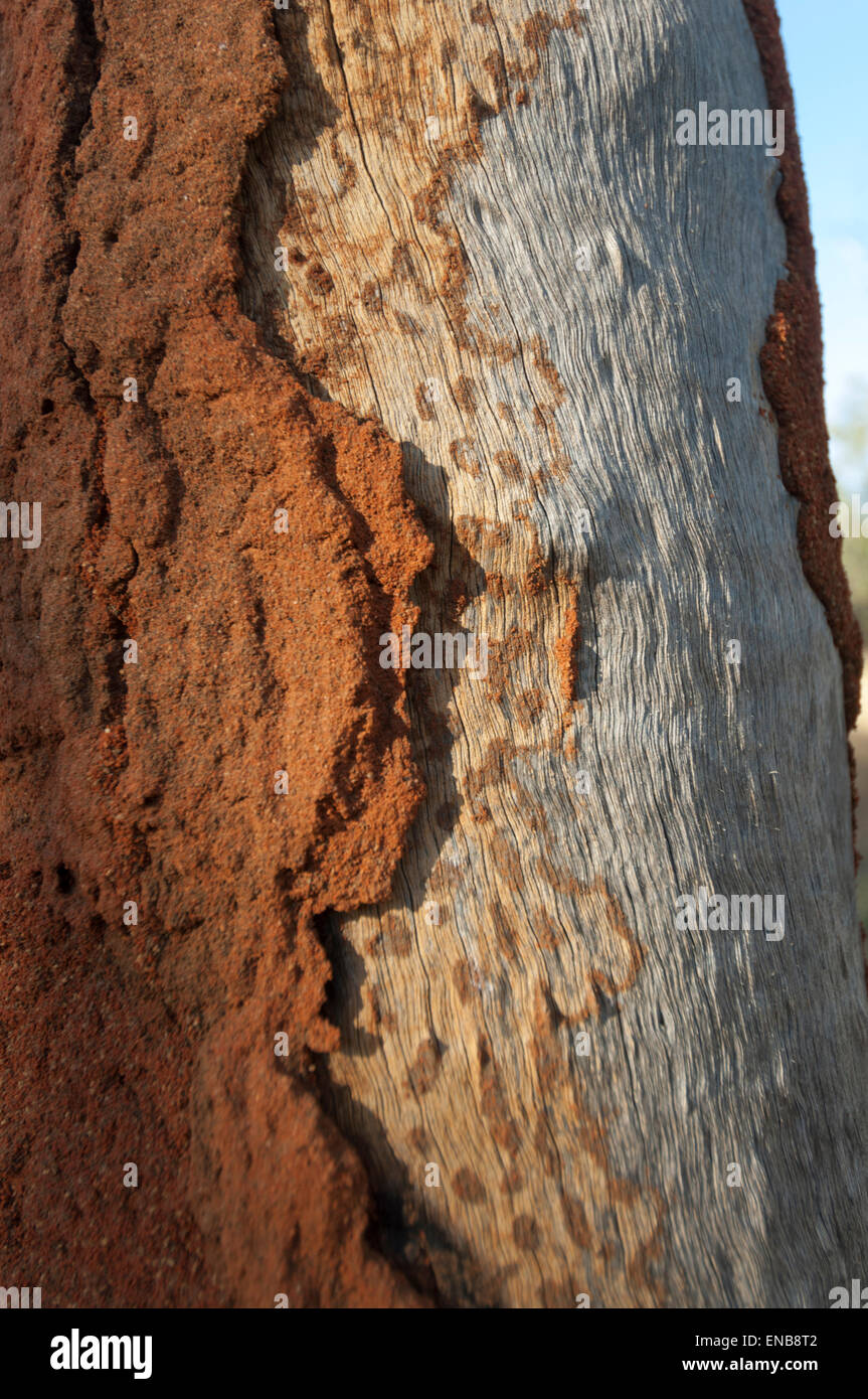 Tree damaged by Termites, Mount Barnett, Kimberley Region, Western ...