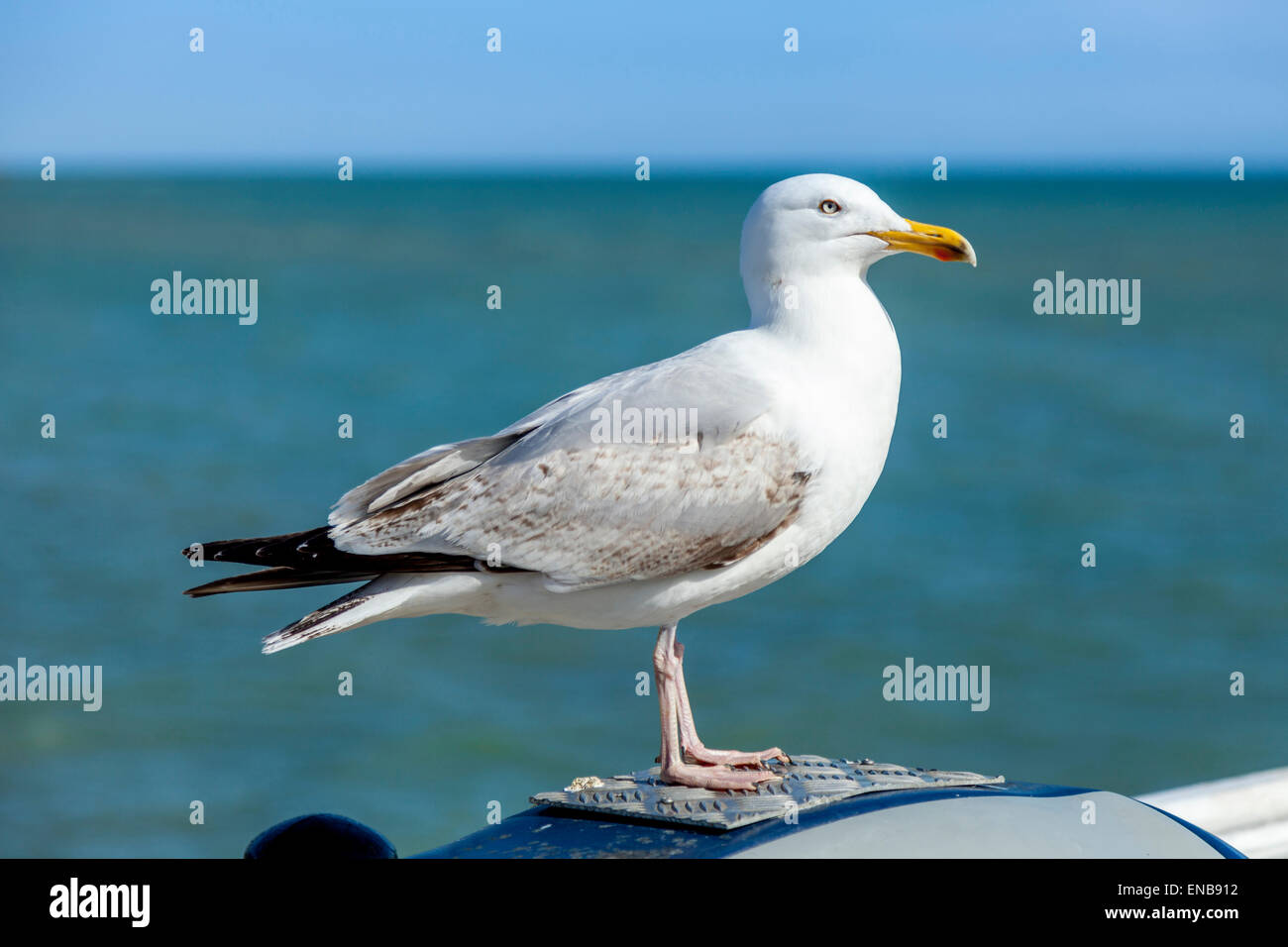 Seagull (Laridae) , Brighton Pier, Brighton, Sussex, UK Stock Photo - Alamy