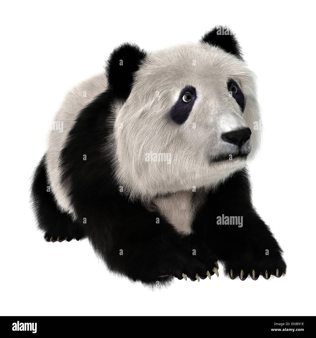 3D digital render of a panda bear cub resting isolated on white ...
