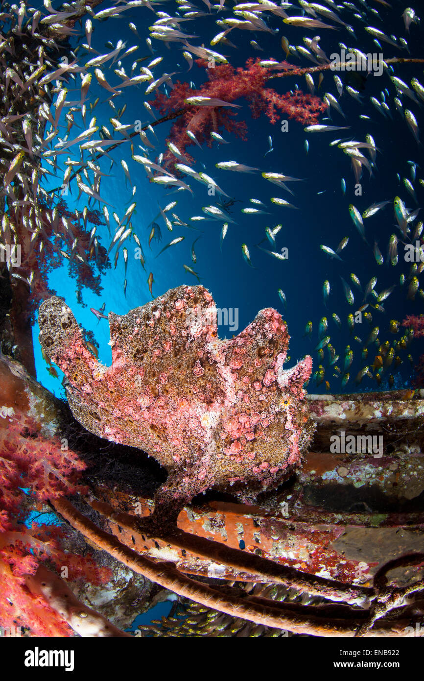 Frogfish On Soft Coral. Satil Wreck Eilat Stock Photo - Alamy